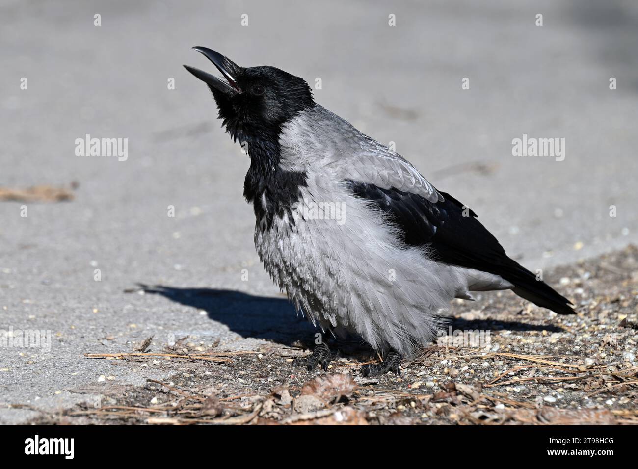 Young hooded crow with open beak on Margaret Island in Budapest Stock ...