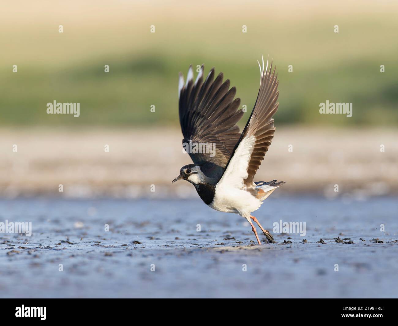 Lapwing ( Vanellus vanellus ) with wings up , ready to fly, standing in ...