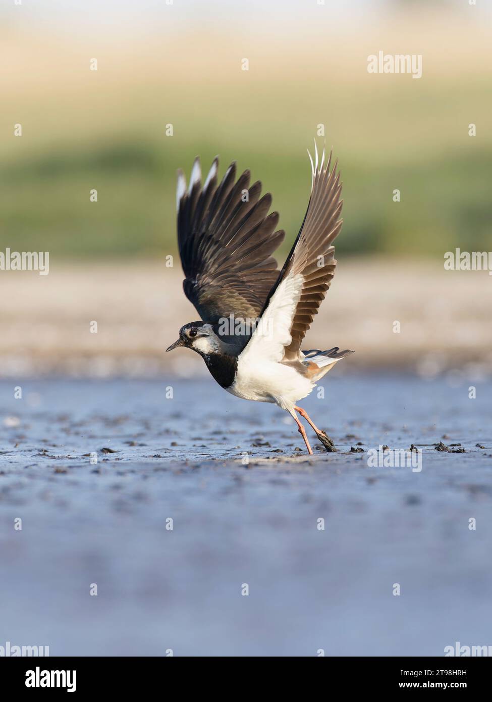 Lapwing ( Vanellus vanellus ) with wings up , ready to fly, standing in ...