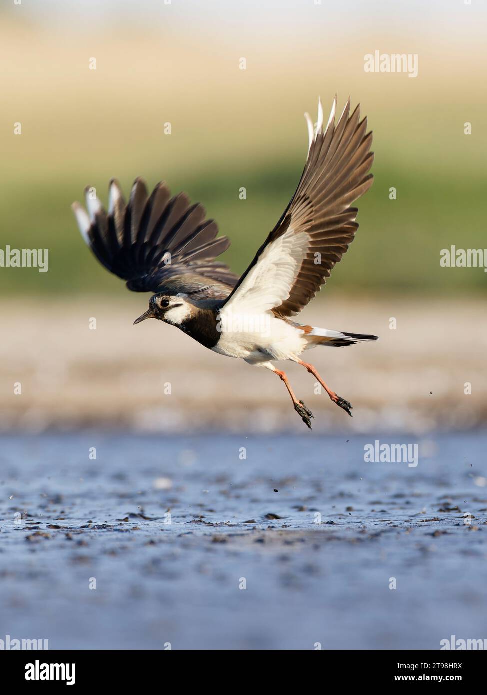 Lapwing close up hi-res stock photography and images - Alamy