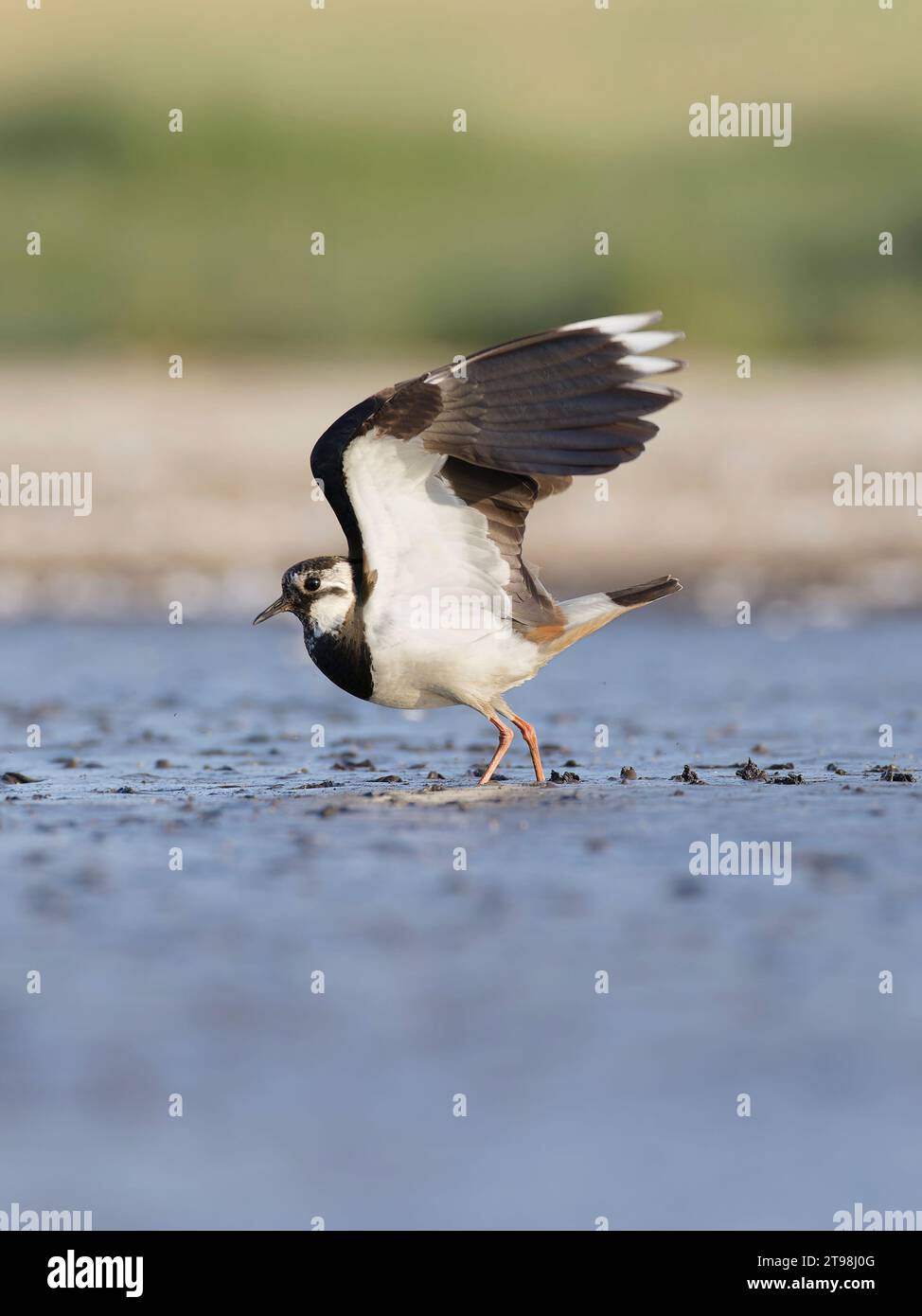 Lapwing ( Vanellus vanellus ) with wings up , ready to fly, standing in ...