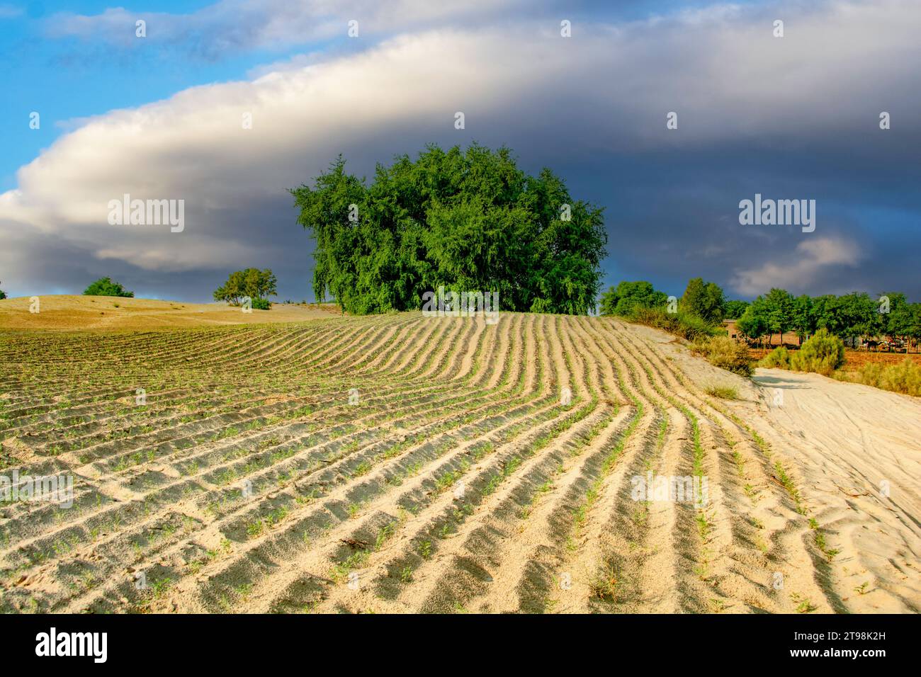 Berry tree hi-res stock photography and images - Alamy