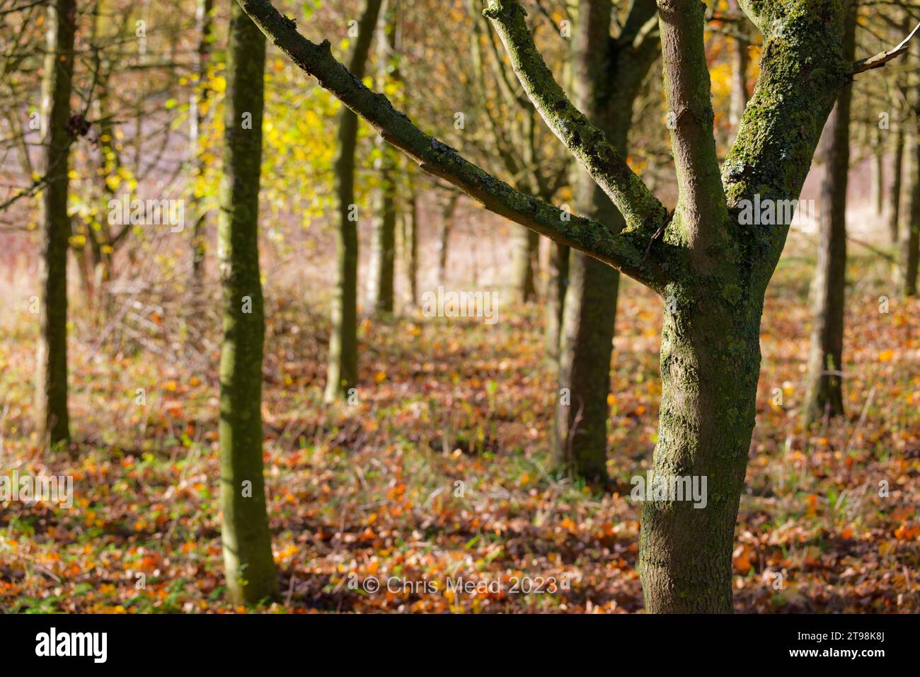 Autumn in England Leafy fall Stock Photo - Alamy