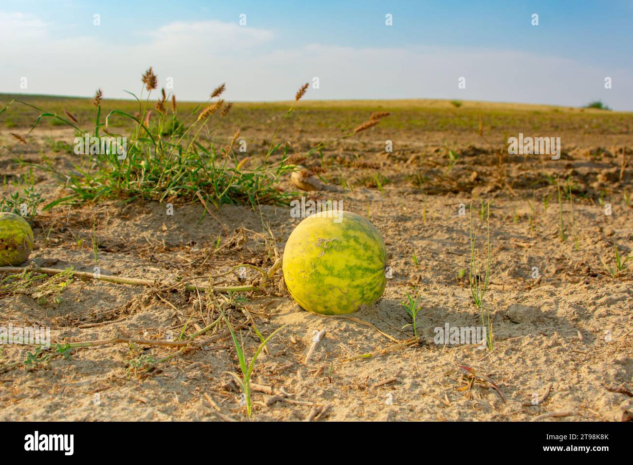 Desert gourd hi-res stock photography and images - Alamy