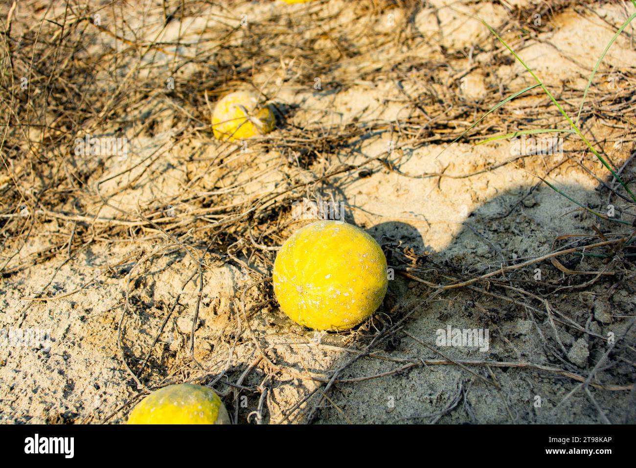 Wild bitter apple in the desert Stock Photo - Alamy