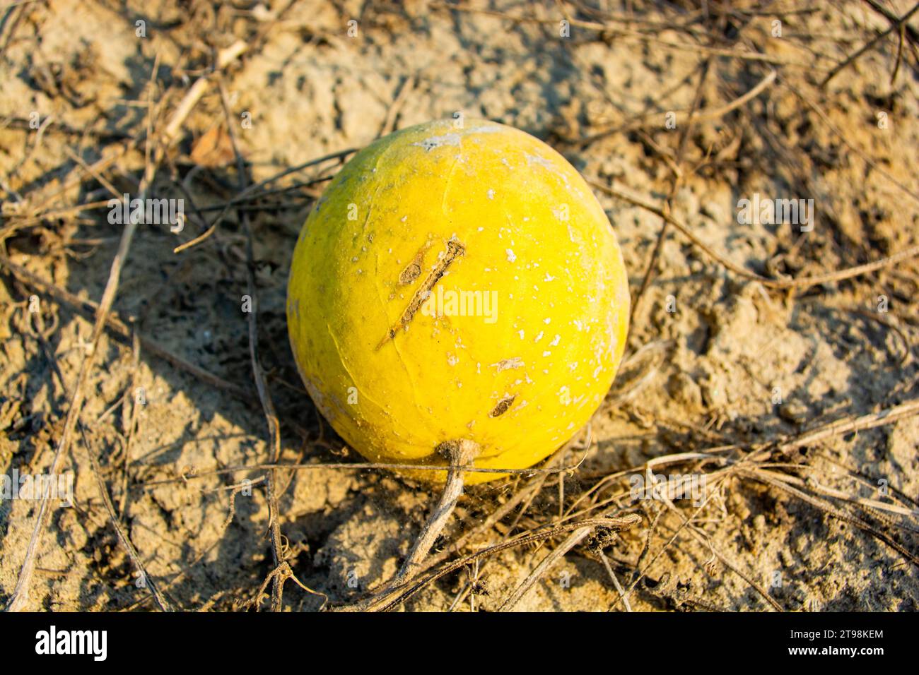 Bitter apple hi-res stock photography and images - Alamy