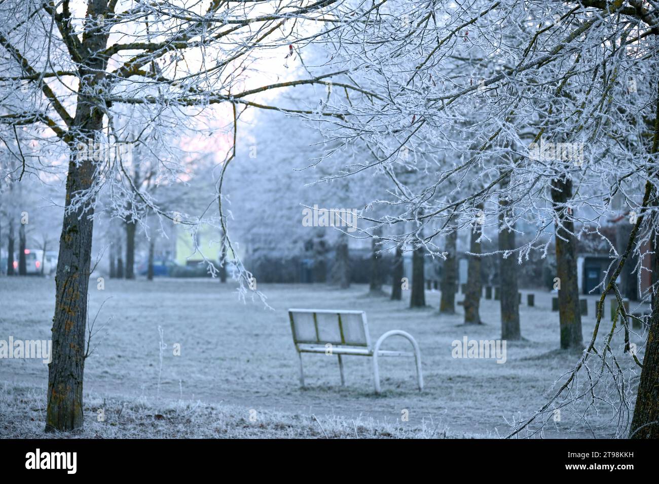 ''Trees with frost'' Stock Photo - Alamy
