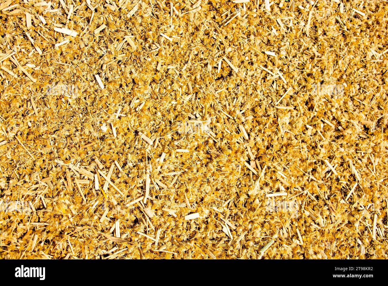 Livestock fodder plant hi-res stock photography and images - Alamy
