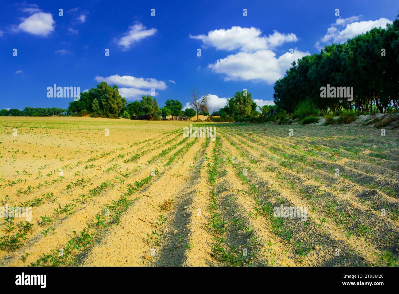 Hot summer at thar desert hi-res stock photography and images - Alamy