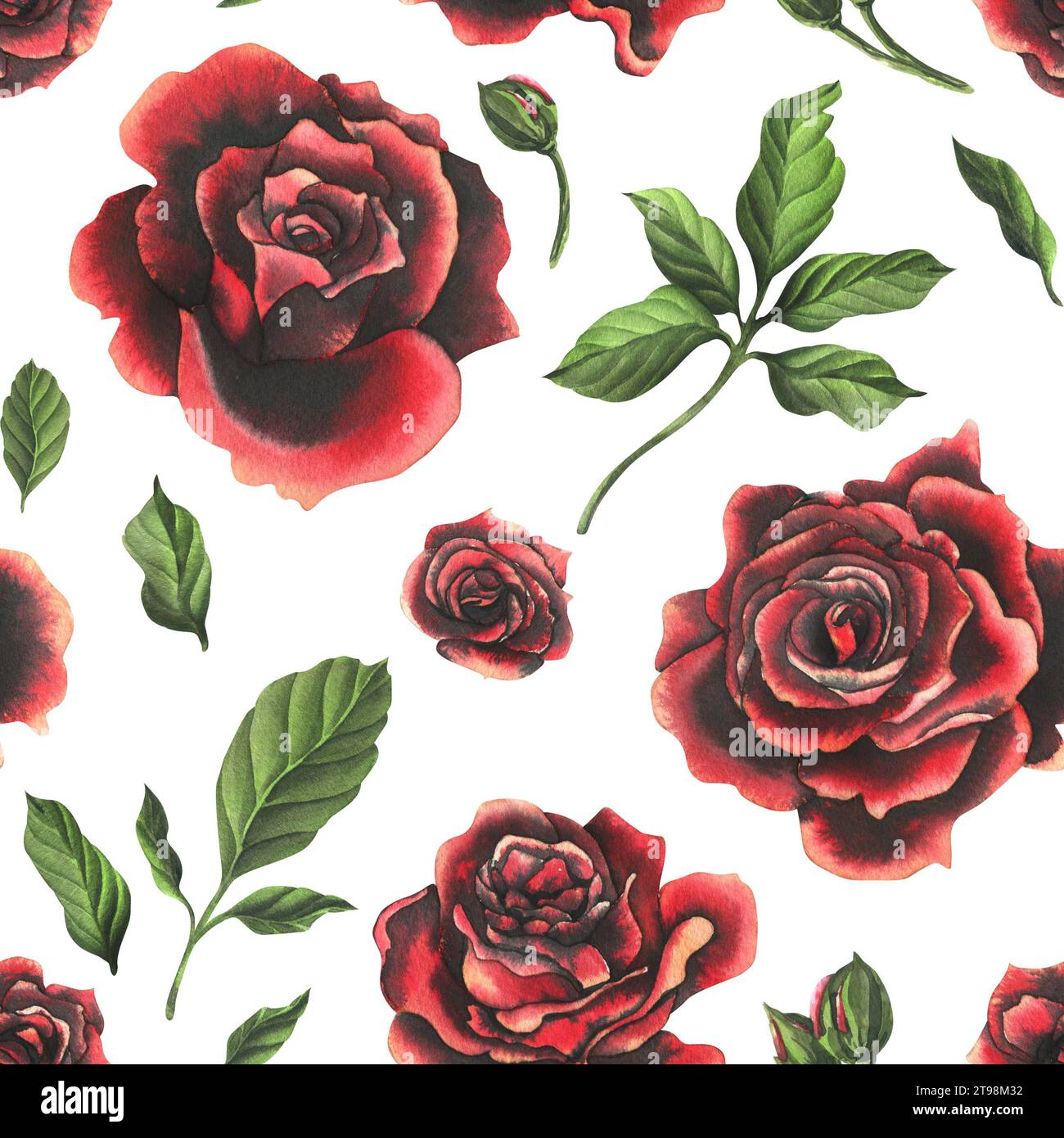Red-black rose flowers with green leaves and buds, chic, bright ...