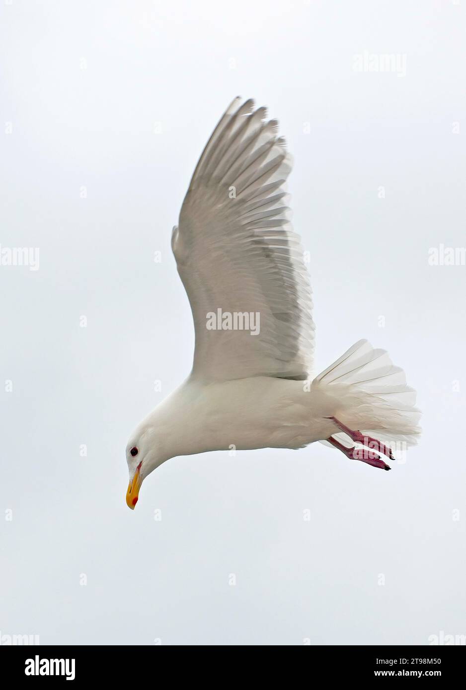 Glaucous winged gull flying, Alaska Stock Photo - Alamy