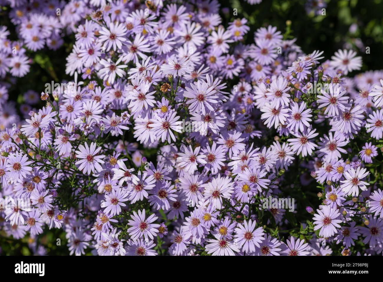 Close up of aromatic aster (symphyotrichum oblongifolium) flowers in ...