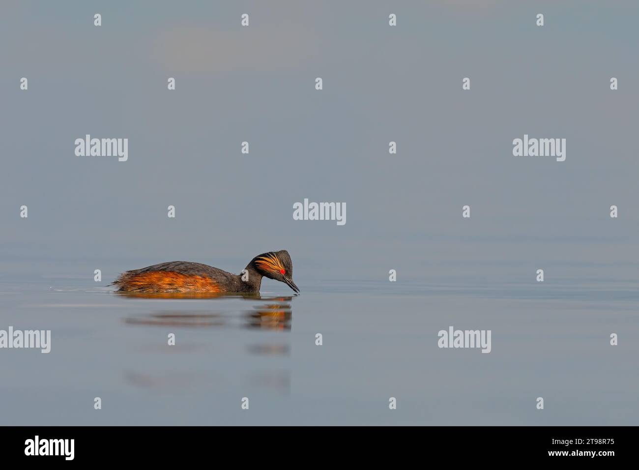 The black-necked grebe (Podiceps nigricollis) is a member of the grebe ...
