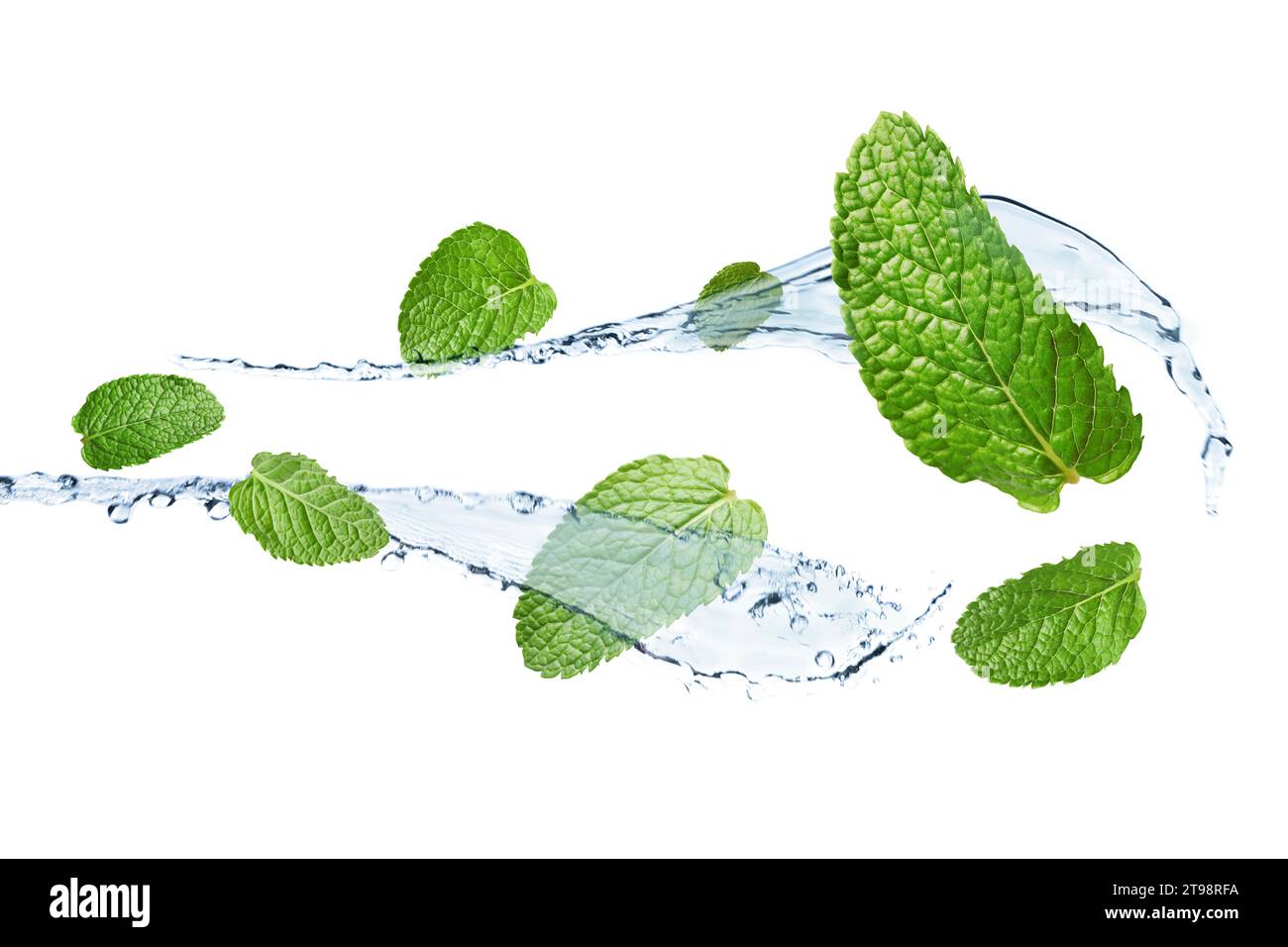 Mint leaves and splashes of water on white background Stock Photo - Alamy