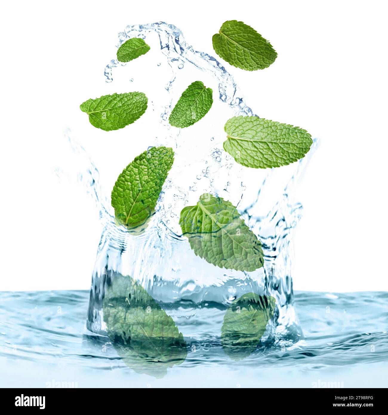 Mint leaves falling into water on white background Stock Photo - Alamy