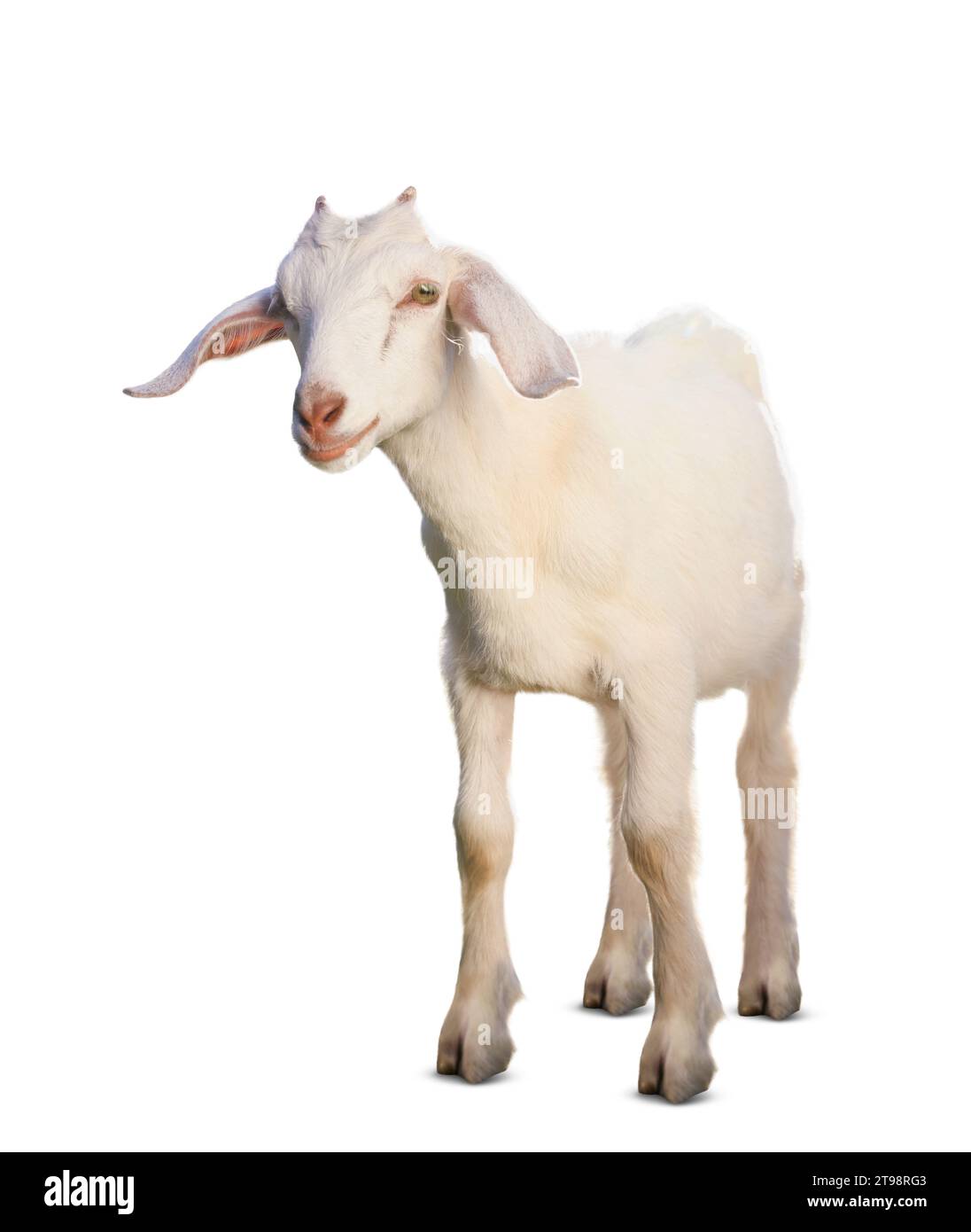 Portrait cute goat on Cut Out Stock Images & Pictures - Alamy