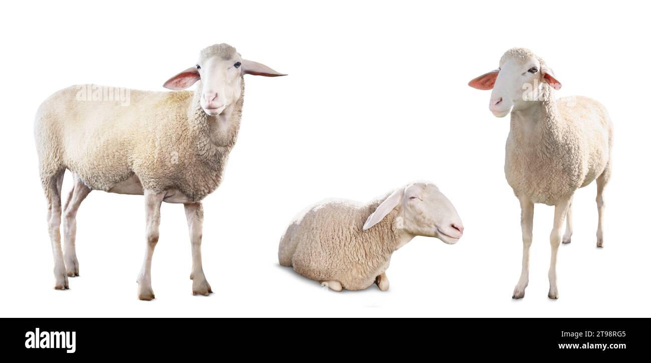 Fluffy sheep isolated on white. Farm animal Stock Photo - Alamy