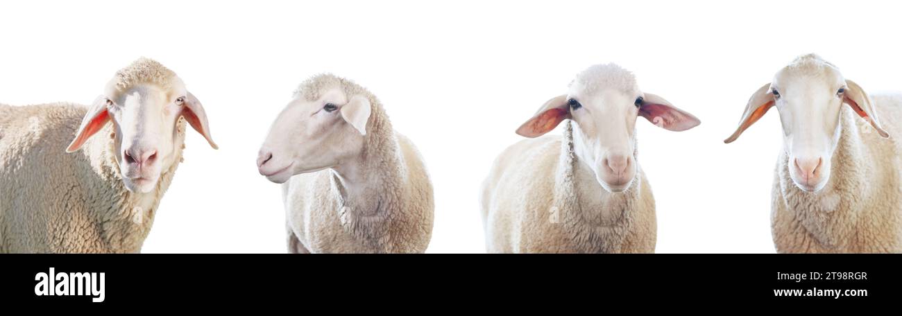 Many sheep isolated on white. Farm animal Stock Photo - Alamy
