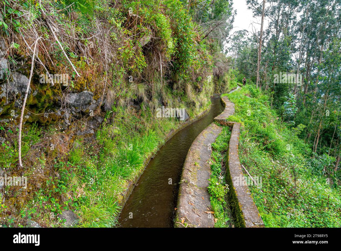 dense forest trail through an old irrigation water channel in typical ...