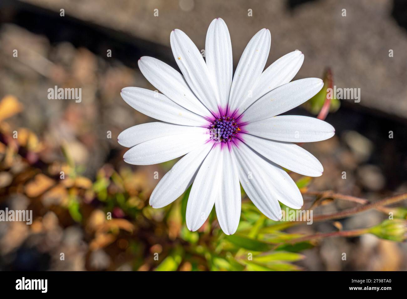 Daisy flower head hi-res stock photography and images - Alamy