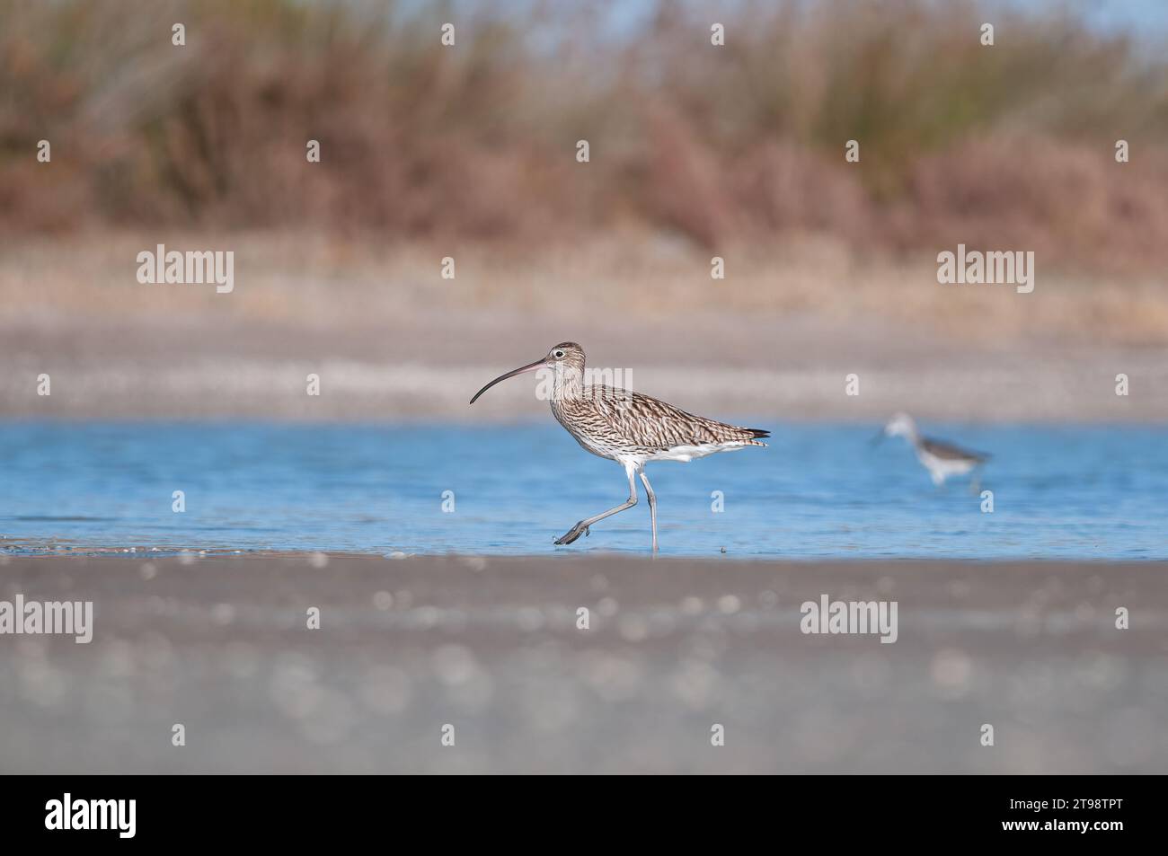 Eurasian curlew (Numenius arquata) stilt bird shallow water wader bird ...
