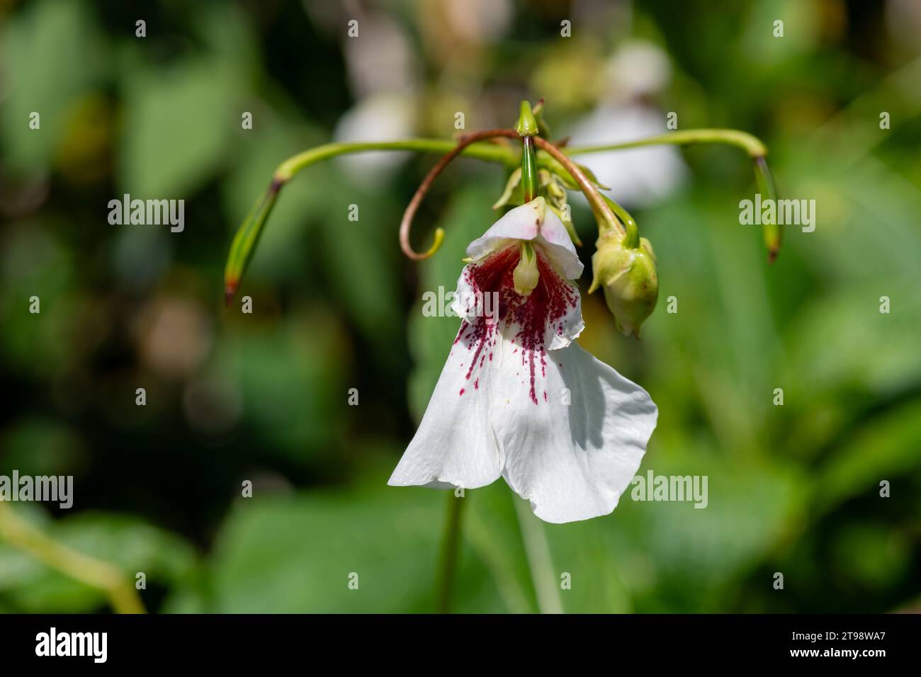 Close up of a dyers busy lizzie (impatiens tinctoria) flower in bloom ...