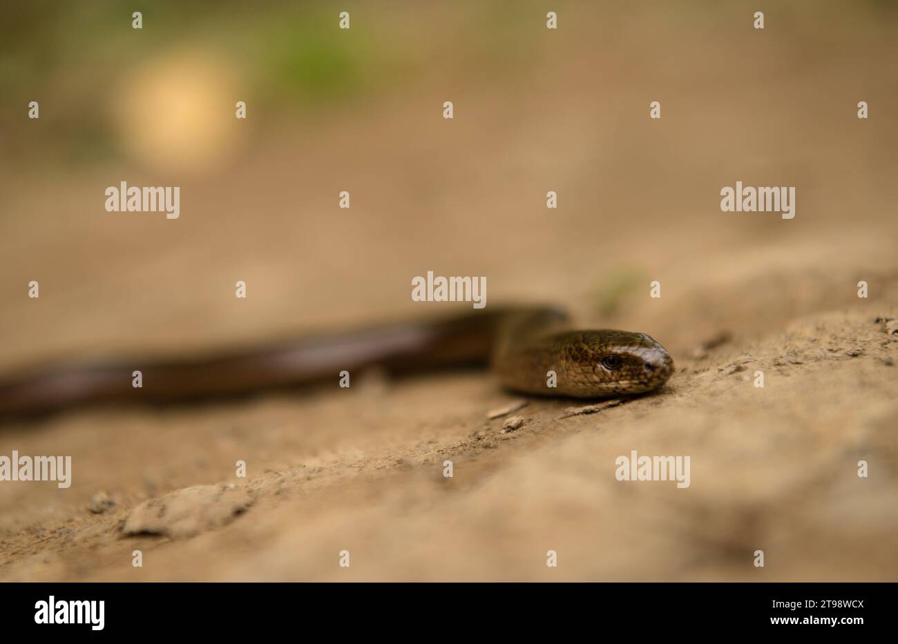 Slow worm (Anguis fragilis) an legless lizards in autumn Carpathians ...