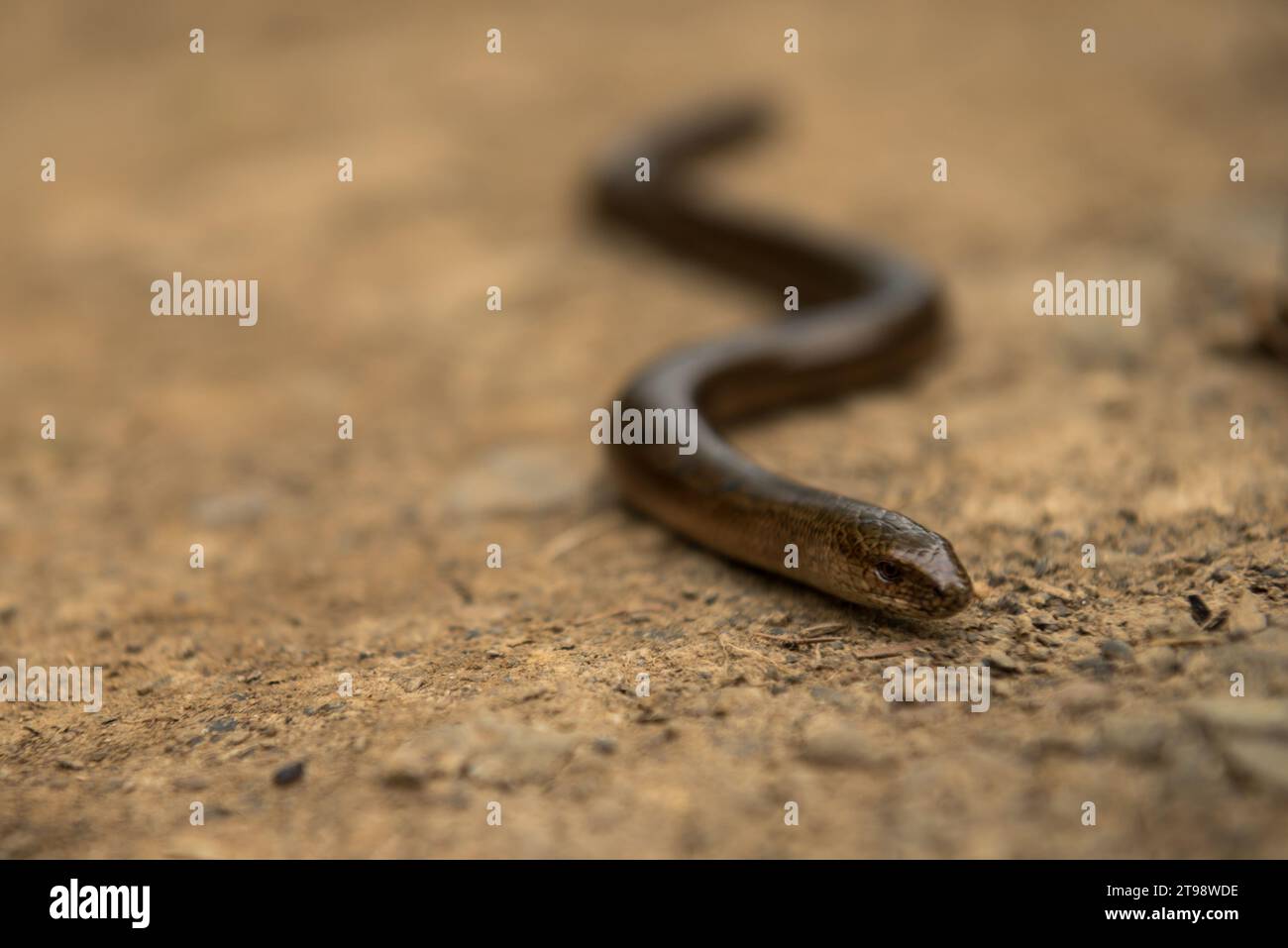 Slow worm (Anguis fragilis) an legless lizards in autumn Carpathians ...