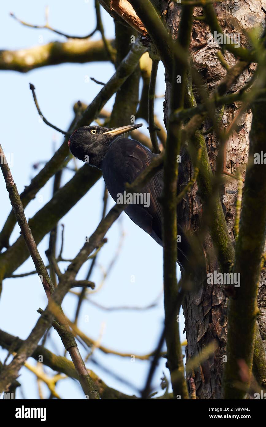 Black Woodpecker anchored by a tree (Dryocopus martius). Black ...