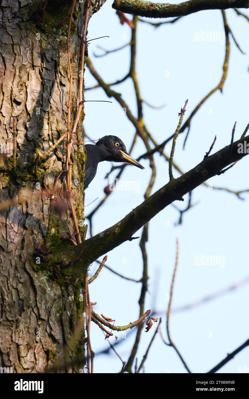 Black Woodpecker anchored by a tree (Dryocopus martius). Black ...