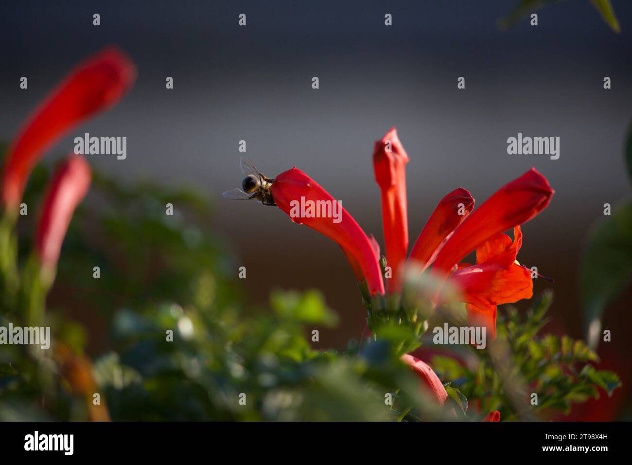 Red cape flower hi-res stock photography and images - Alamy