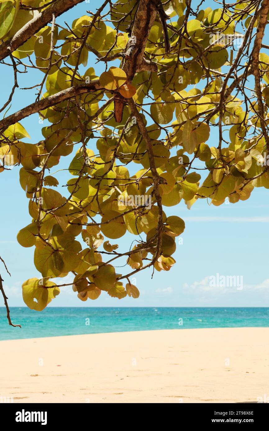 Sea Grape Tree In Moron Beach Of Las Terrenas Dominican Republic Stock ...