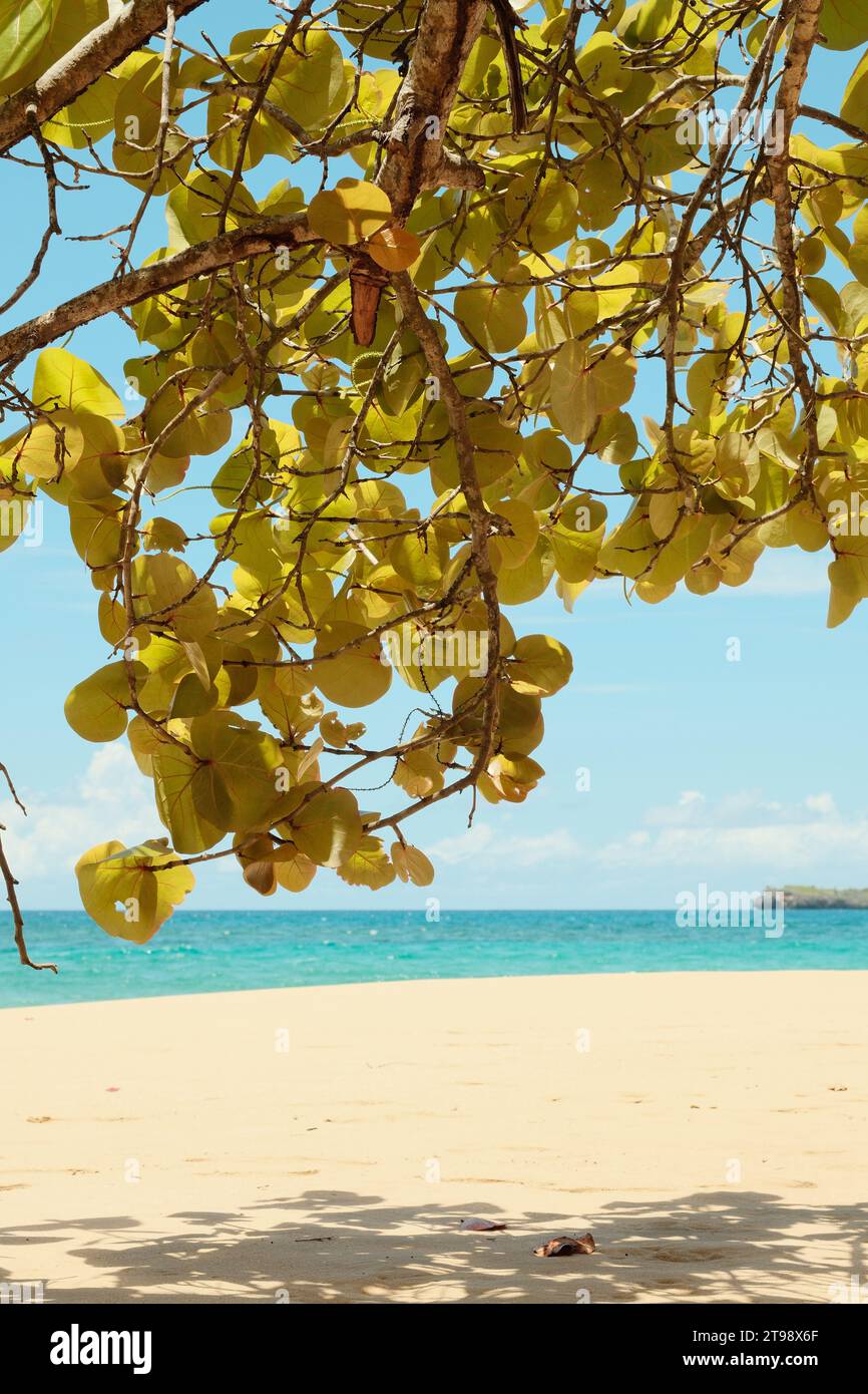 Sea Grape Tree In Moron Beach Of Las Terrenas Dominican Republic Stock ...