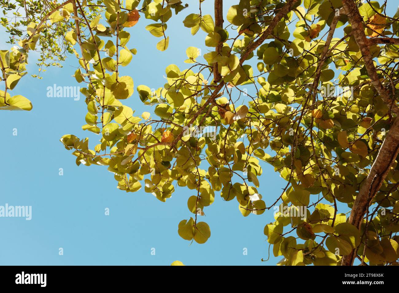 Sea Grape Tree In Moron Beach Of Las Terrenas Dominican Republic Stock ...
