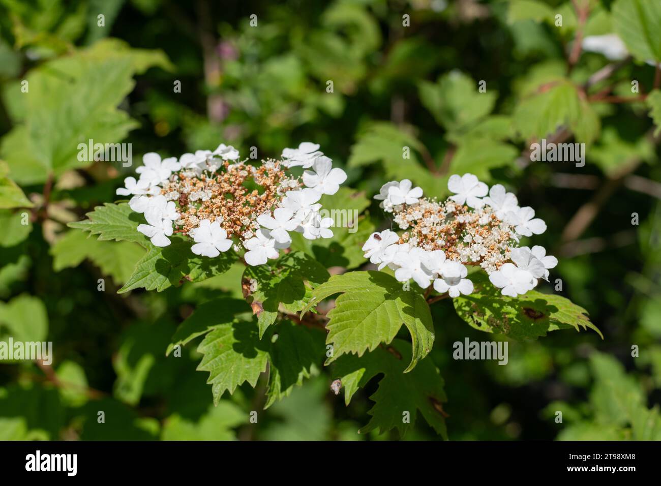 Close up of cranberry bush viburnum (viburnum trilobum) flowers in ...