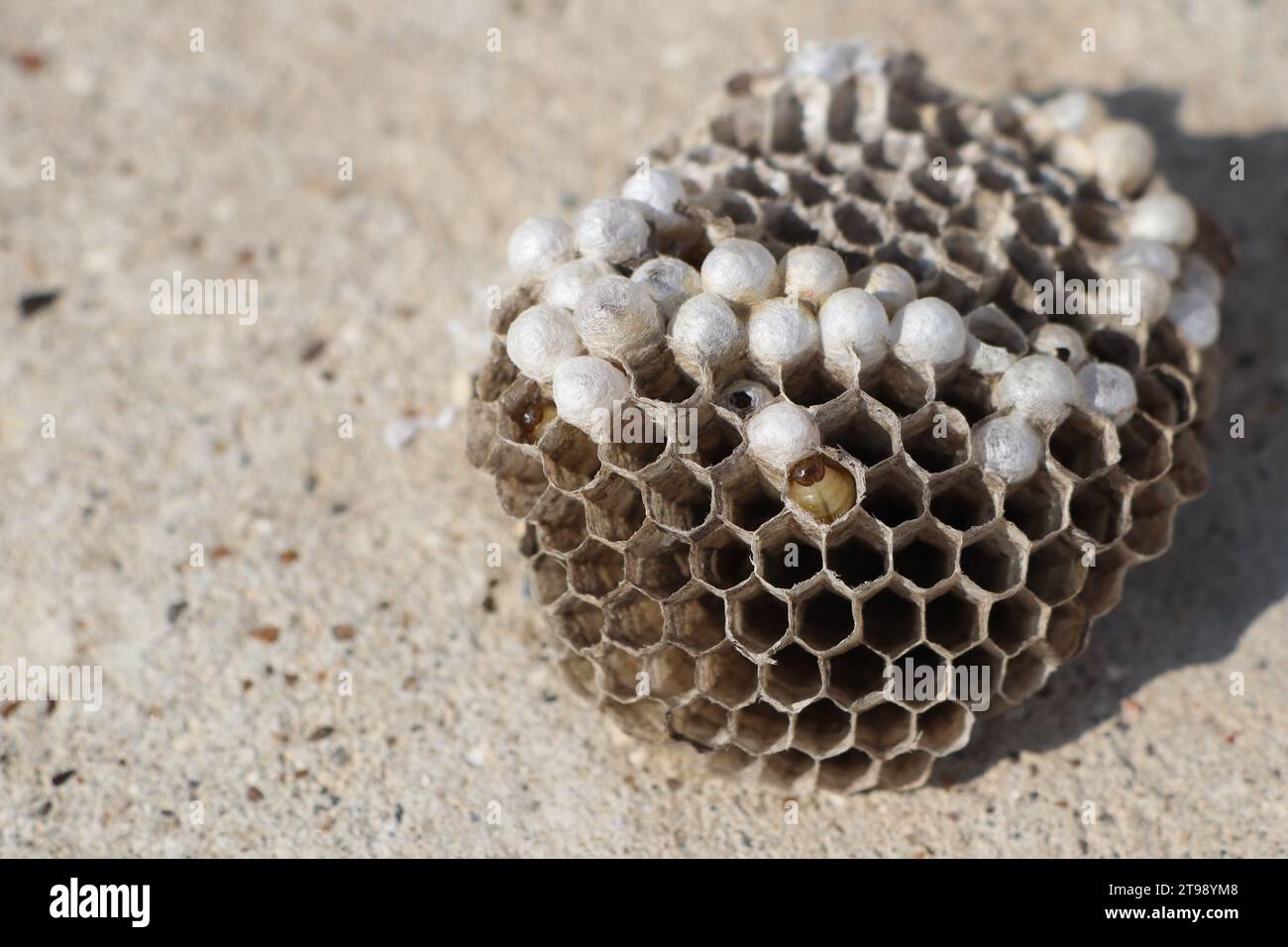 Wasp nest with larvae inside in the sun Stock Photo - Alamy