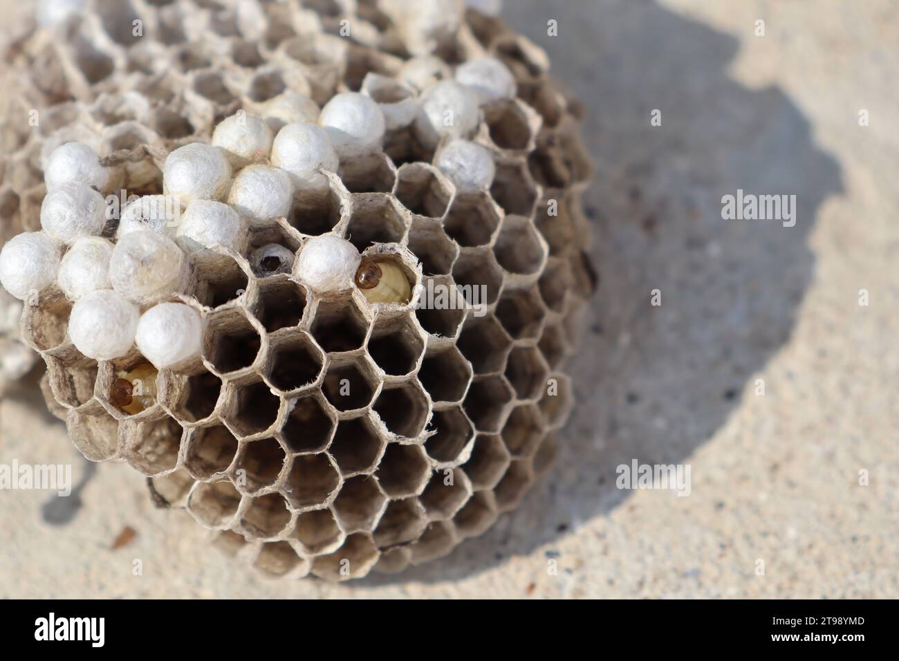 Wasp nest with larvae inside in the sun Stock Photo - Alamy