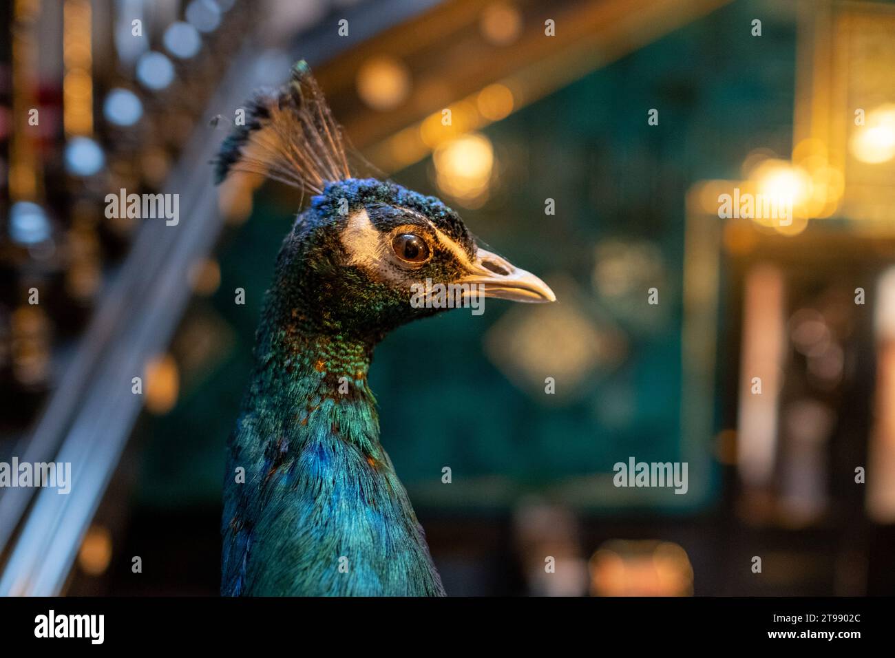 Close up of head of stuffed peacock, photographed at Leighton House ...
