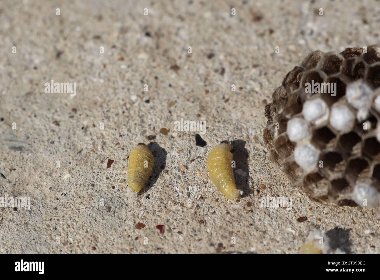 A wasp nest is lying on the ground and next to it are several larvae ...