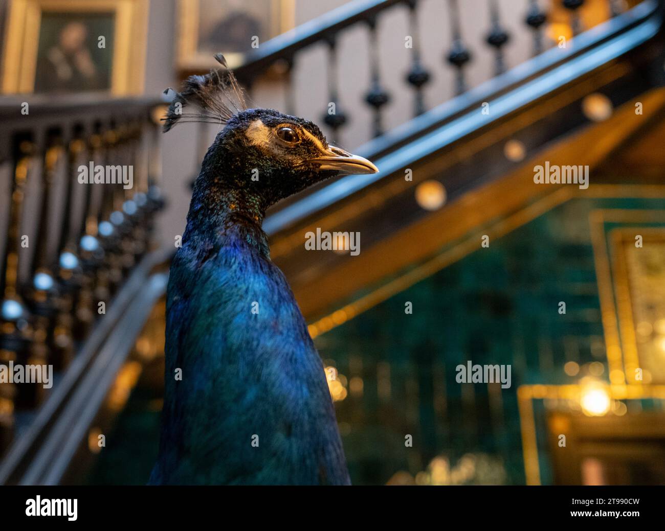 Close up of head of stuffed peacock, photographed at Leighton House ...