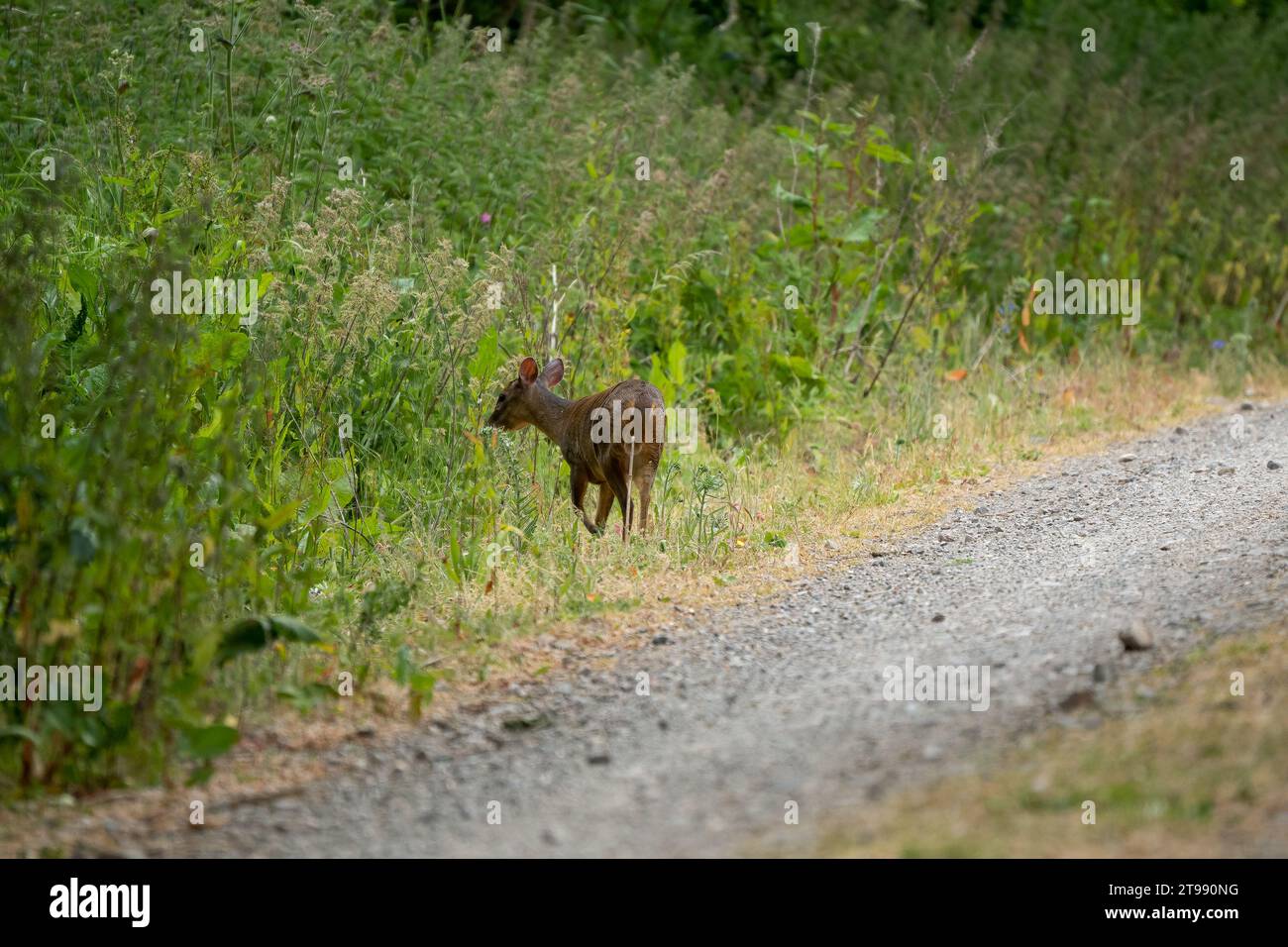 a Muntjac deer feeding on plants at the side of a track Stock Photo - Alamy