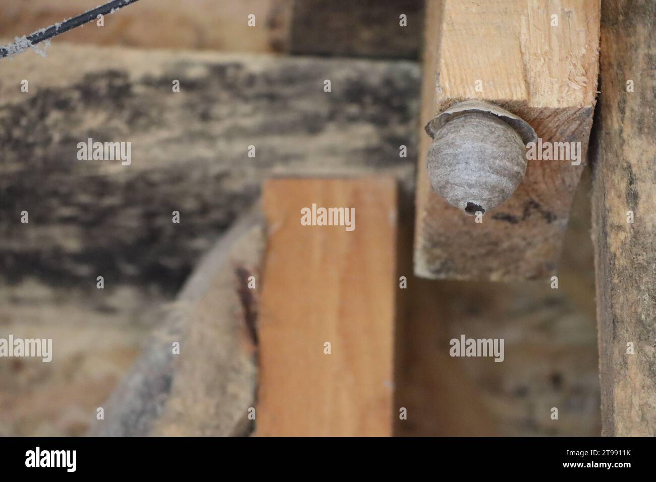 Wasp round cocoon hanging in the attic of the house with the hole down ...