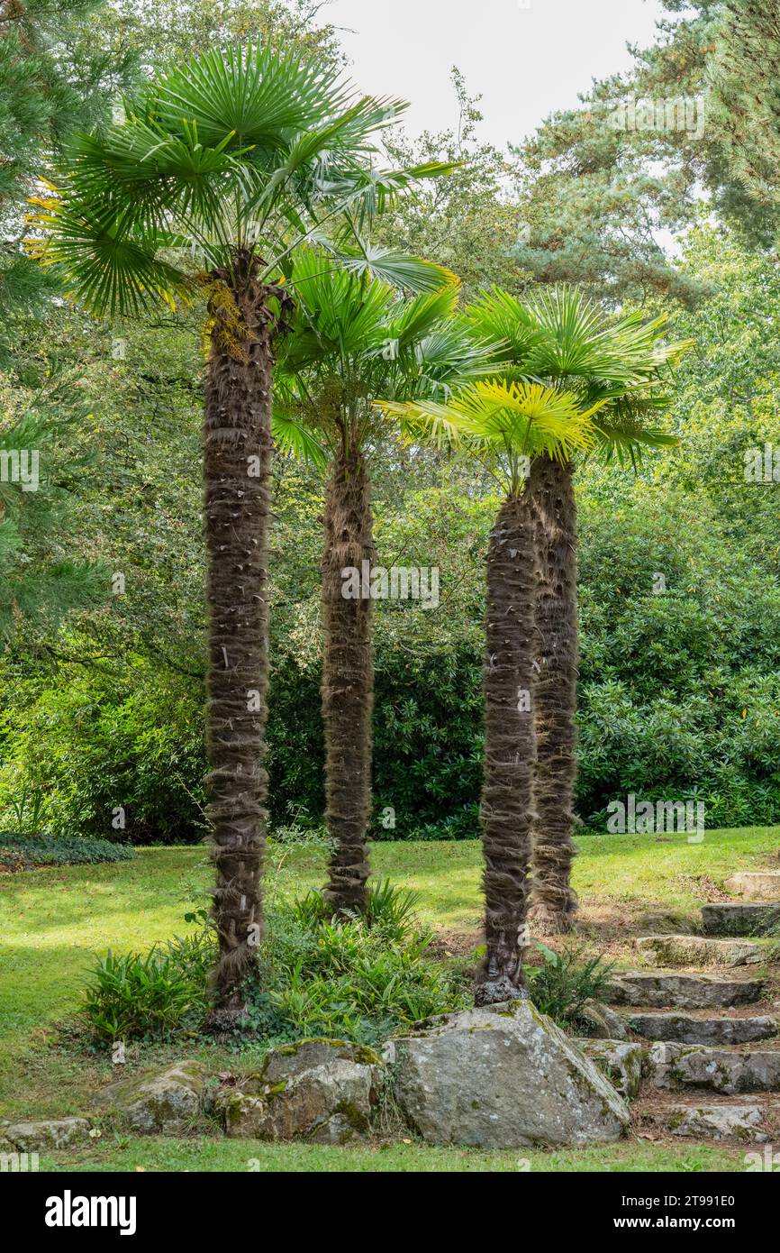four tall Windmill palm trees, trachycarpus fortunei Stock Photo - Alamy