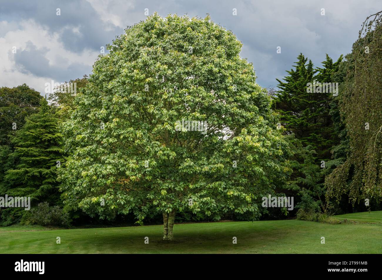 A beautiful cone shaped oak tree in summer sunshine Stock Photo - Alamy