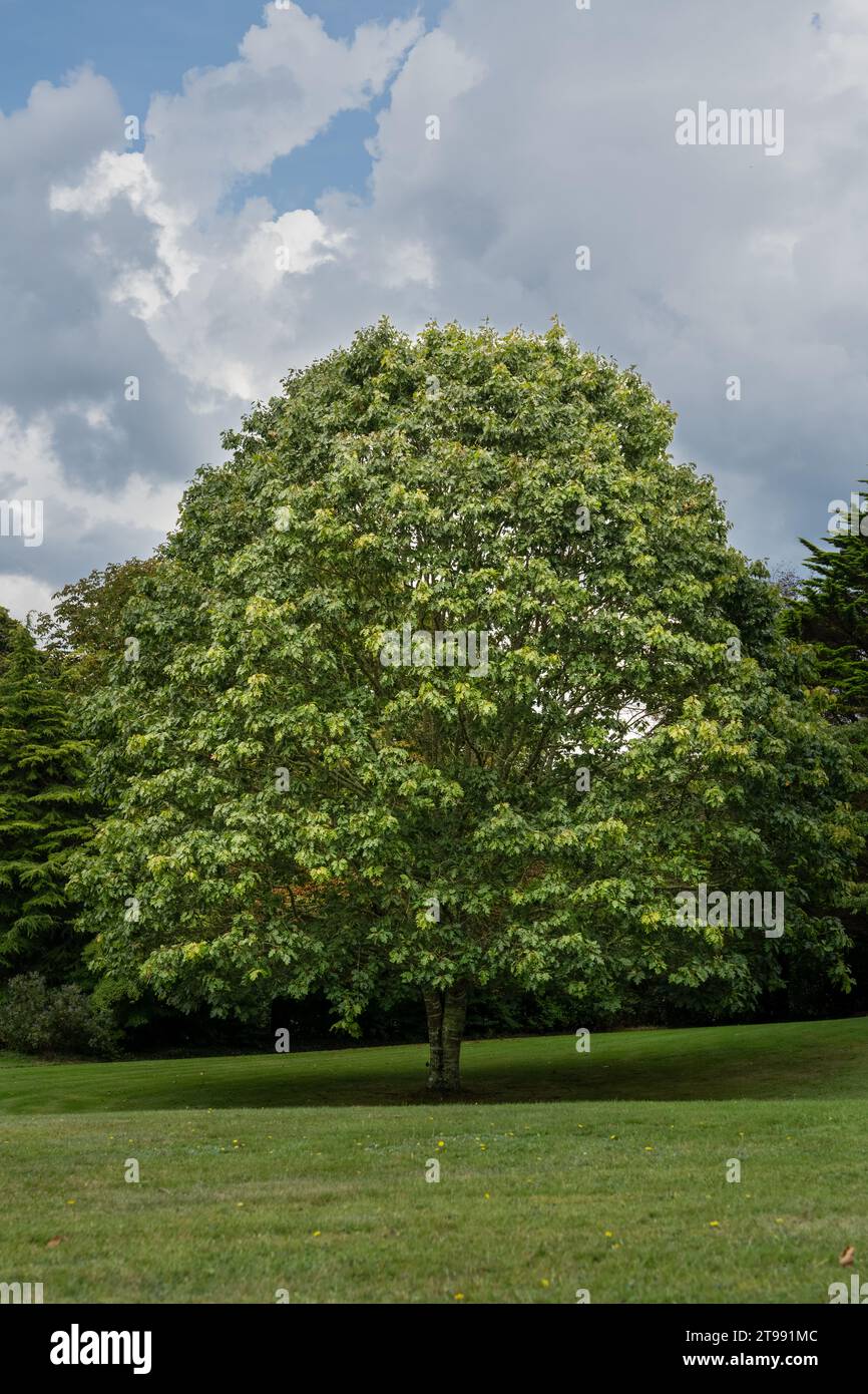 A beautiful cone shaped oak tree in summer sunshine Stock Photo - Alamy