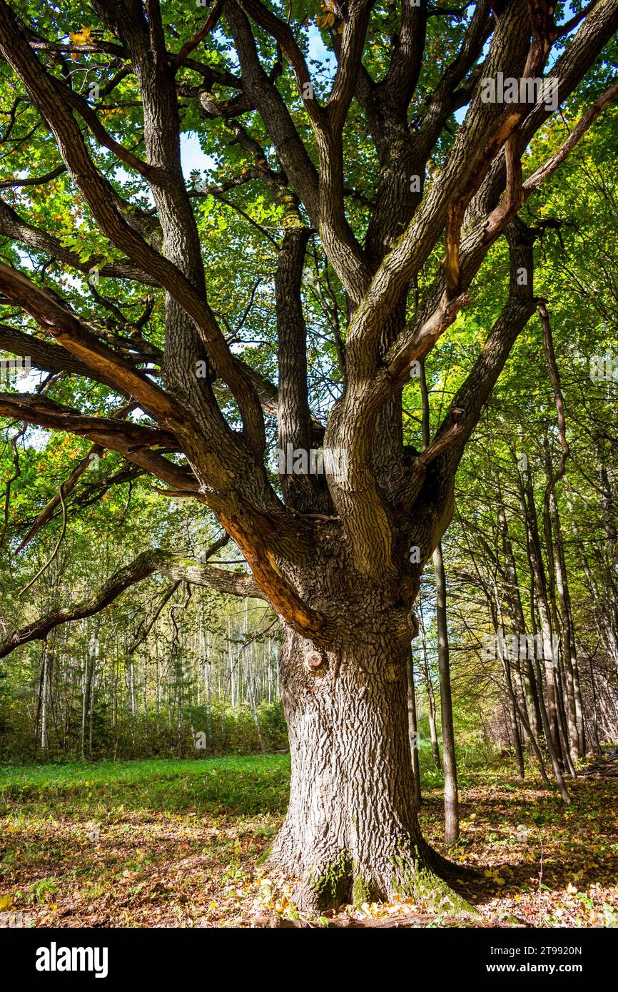 A two-hundred-year-old spreading oak tree growing in an ancient park ...