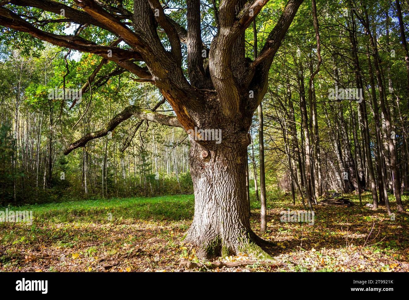 Hundred year old oak tree hi-res stock photography and images - Alamy