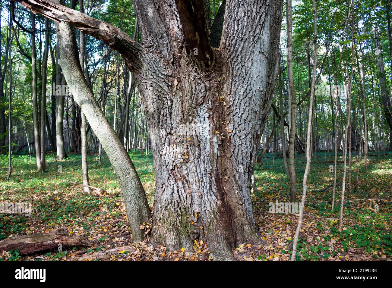 Hundred year old tree hi-res stock photography and images - Alamy