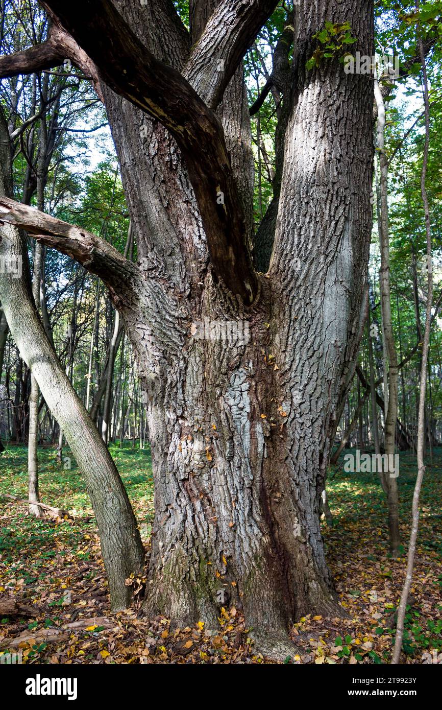 Powerful trunk of a two-hundred-year-old oak tree in an old park Stock ...