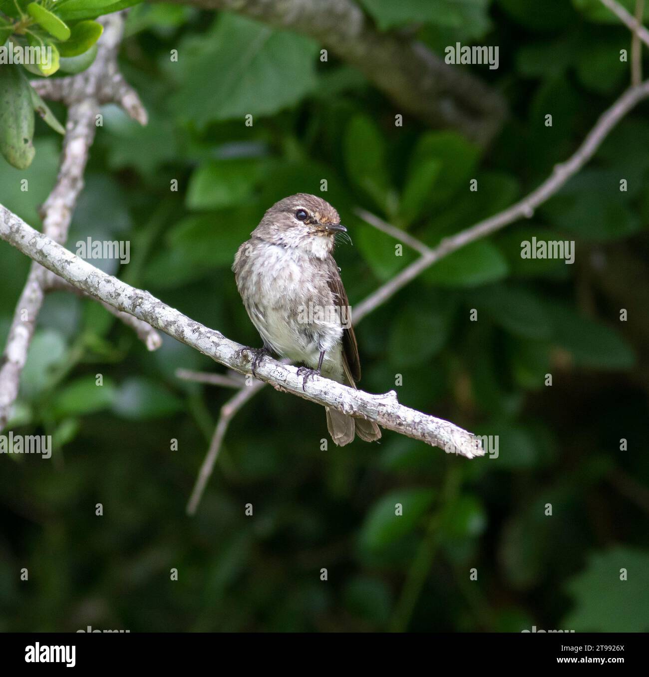 Small bird perched on a branch, African dusky flycatcher (Muscicapa ...